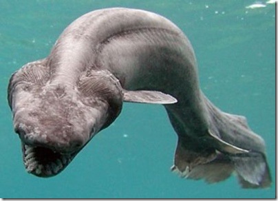 7 Prehistoric Fish that are still Alive!